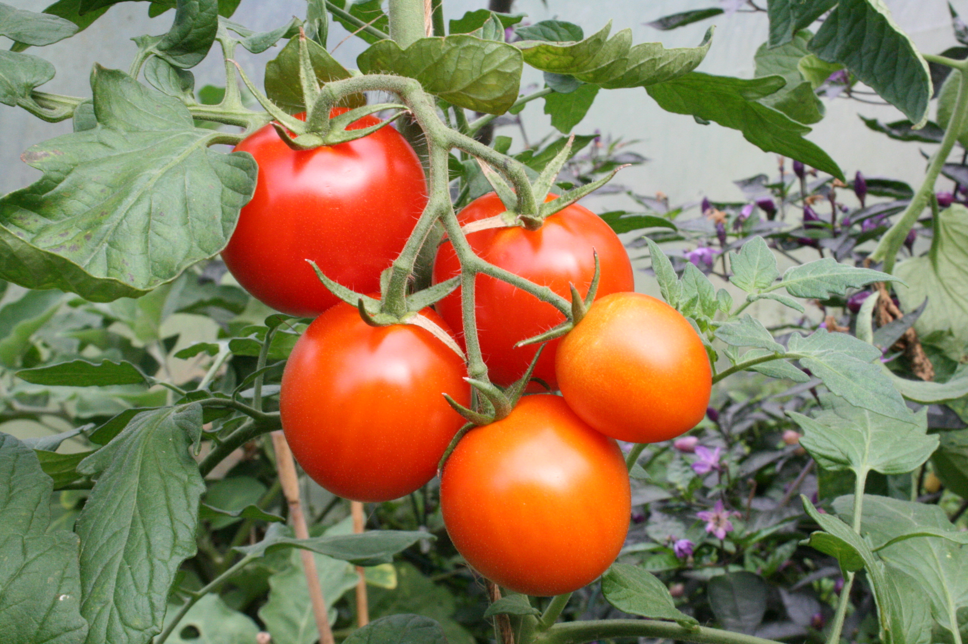 Geisterflecken an Tomaten | Industrieverband Agrar